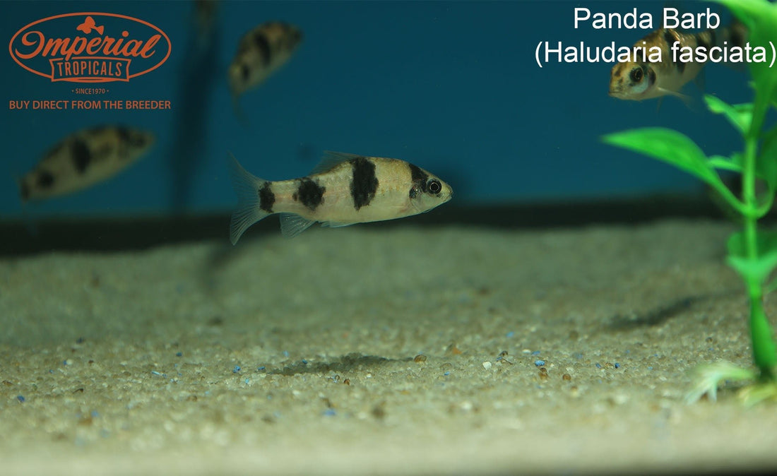 Panda Barb (Haludaria fasciata) - shop Imperial Tropicals
