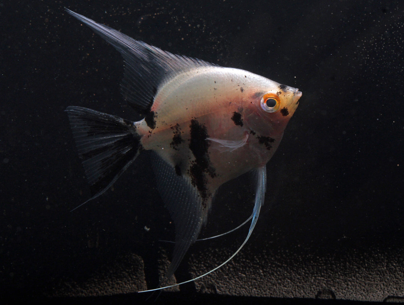 Panda Angelfish (Pterophyllum scalare) - shop Imperial Tropicals