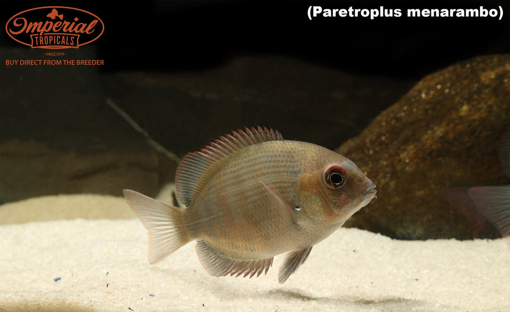 Pinstripe Damba Cichlid (Paretroplus menarambo) – Imperial Tropicals