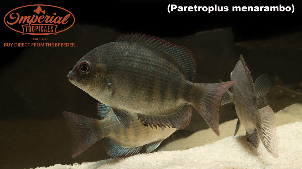Pinstripe Damba Cichlid (Paretroplus menarambo) – Imperial Tropicals