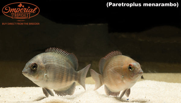 Pinstripe Damba Cichlid (Paretroplus menarambo) – Imperial Tropicals