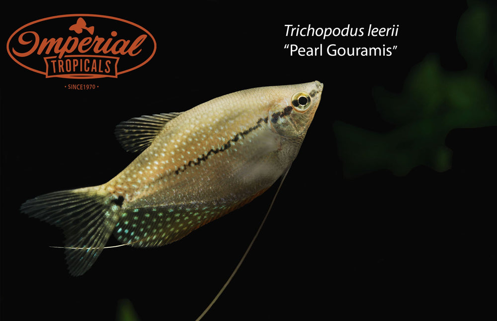 Imperial Tropicals - Buy aquarium fish direct from the breeder