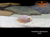 New Arrivals at Imperial Tropicals