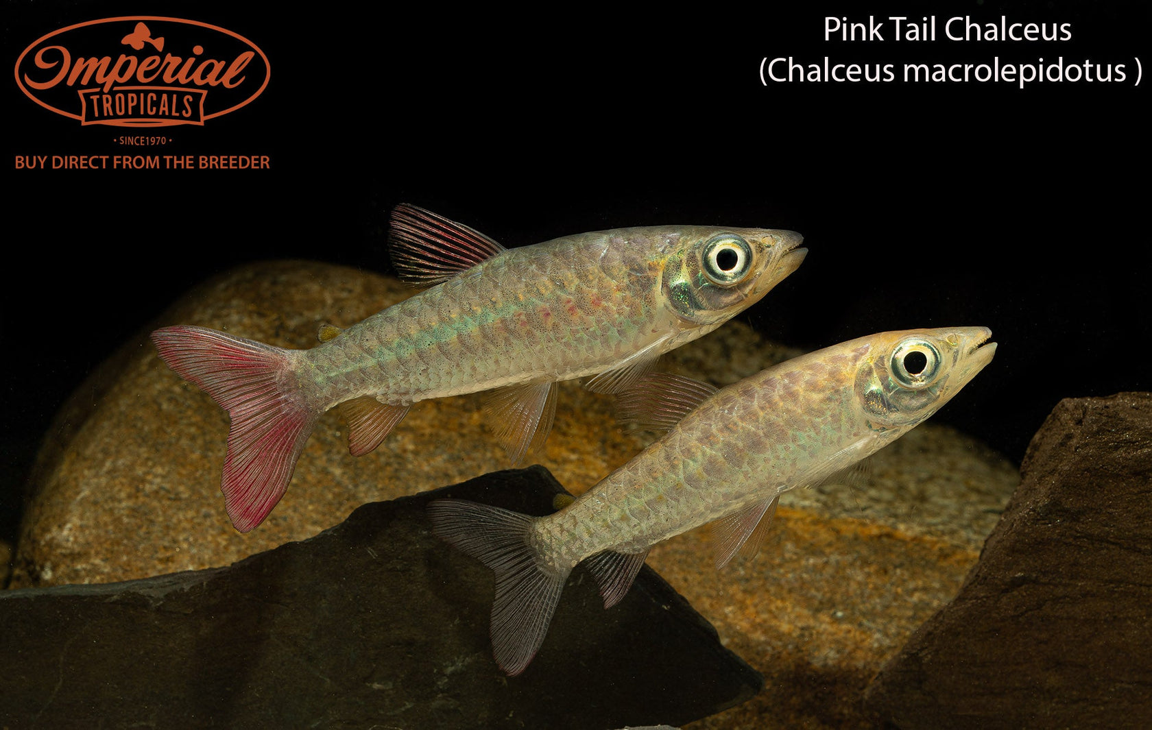 Pink Tail Chalceus (Chalceus macrolepidotus) - shop Imperial Tropicals