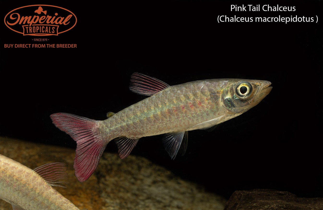 Pink Tail Chalceus (Chalceus macrolepidotus) - shop Imperial Tropicals