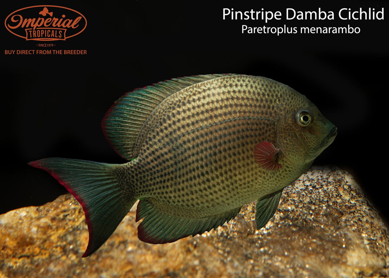 Pinstripe Damba Cichlid (Paretroplus menarambo) - shop Imperial Tropicals