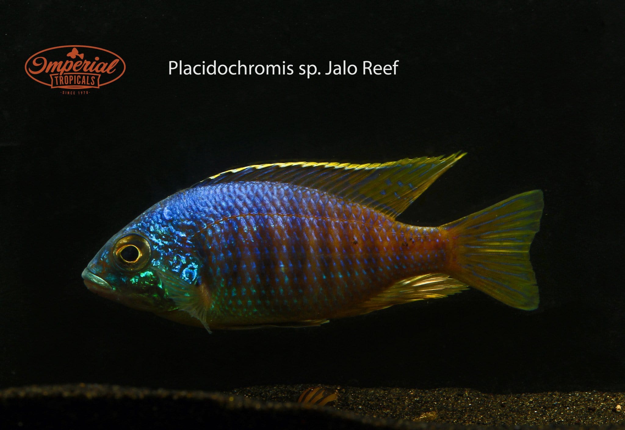 Jalo Reef (Placidochromis sp.) - shop Imperial Tropicals