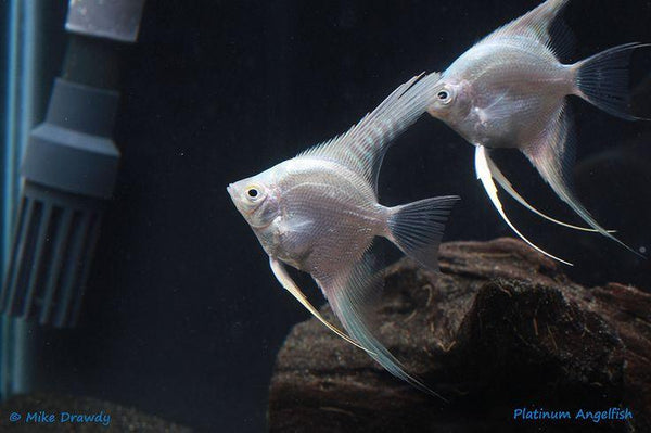 Platinum Angelfish (Pterophyllum scalare) - shop Imperial Tropicals