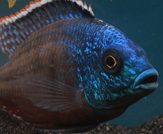 Red Empress (Protomelas taeniolatus) - shop Imperial Tropicals