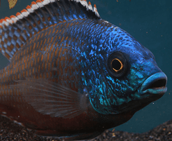 Red Empress (Protomelas taeniolatus) - shop Imperial Tropicals