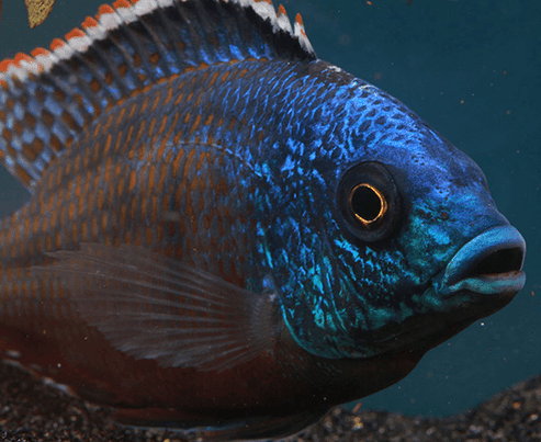 Red Empress (Protomelas taeniolatus) - shop Imperial Tropicals