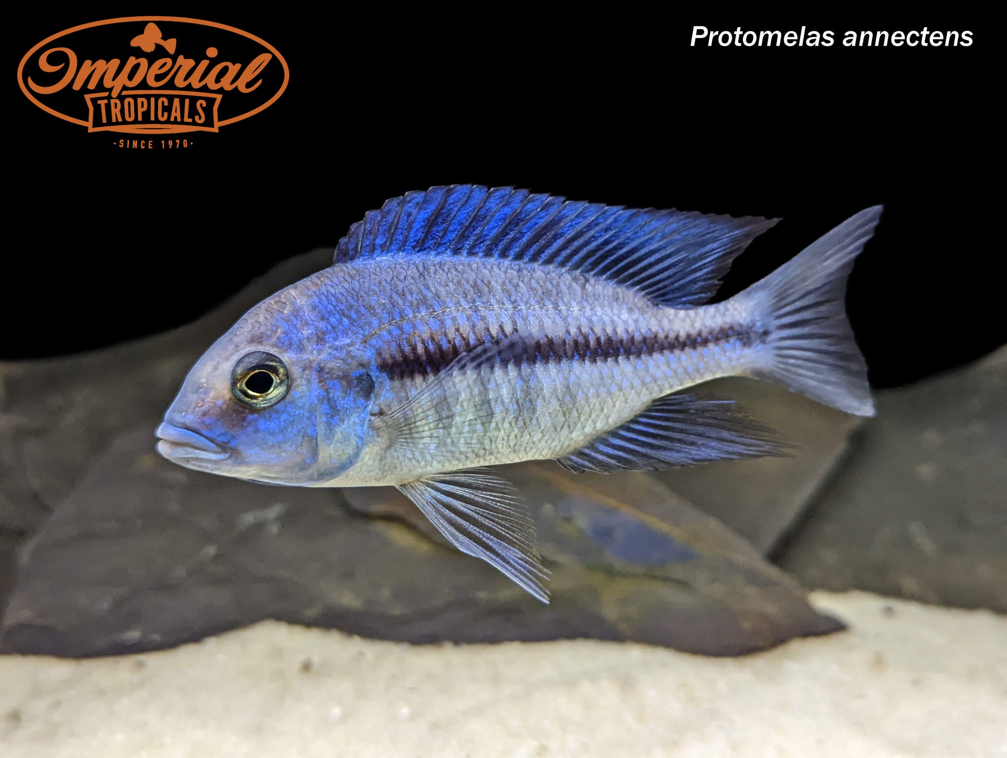 Protomelas annectens - shop Imperial Tropicals