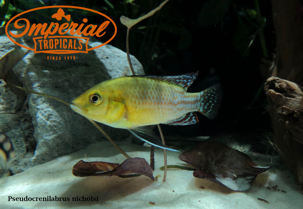 West African Mouthbrooder (Pseudocrenilabrus nicholsi) – Imperial Tropicals