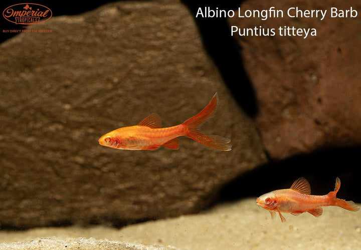 Barbs and Other Cyprinids – Imperial Tropicals