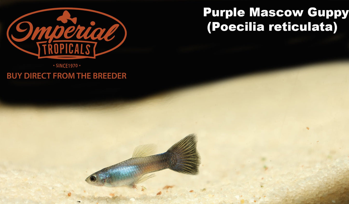 Purple Moscow Guppy (Poecilia reticulata) - shop Imperial Tropicals