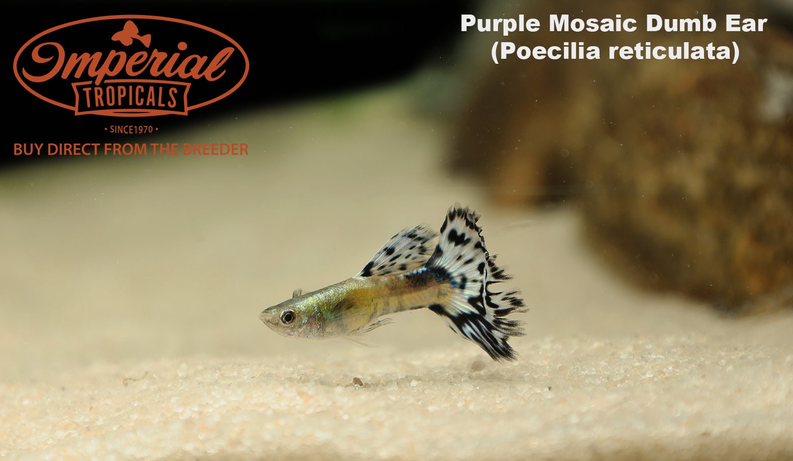 Purple Mosaic Dumbo Ear Guppy (Poecilia reticulata) - shop Imperial ...