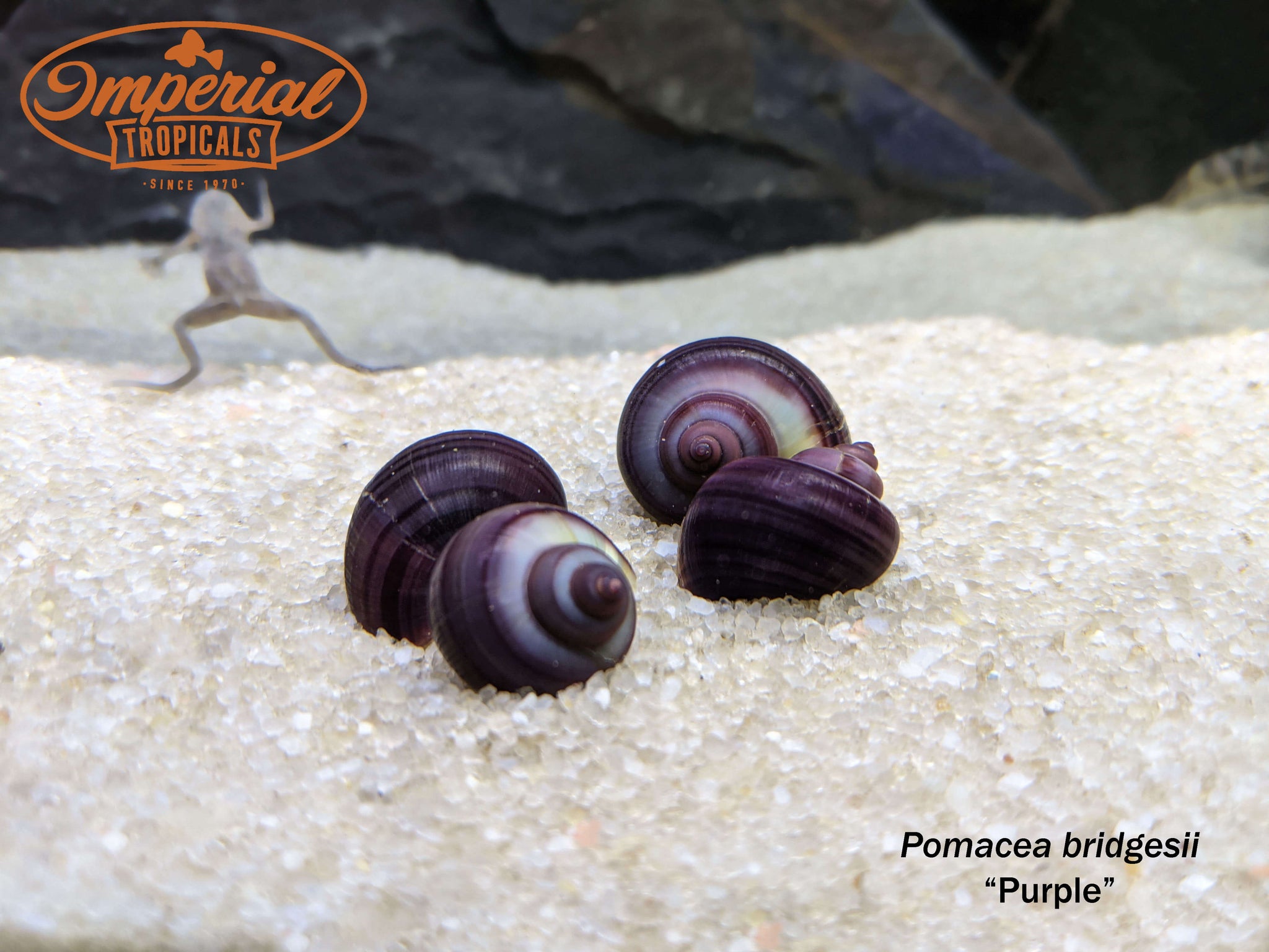 Purple Mystery Snail (Pomacea bridgesii) - shop Imperial Tropicals