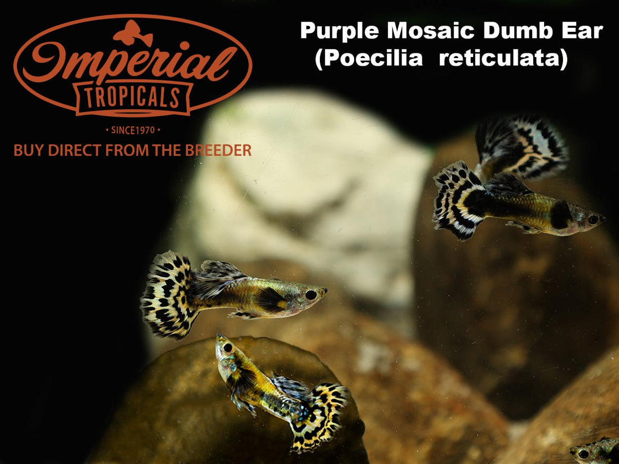 Purple Mosaic Dumbo Ear Guppy (Poecilia reticulata) - shop Imperial ...