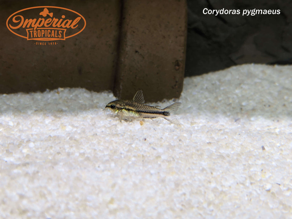 Pygmy Cory (Corydoras pygmaeus) – Imperial Tropicals