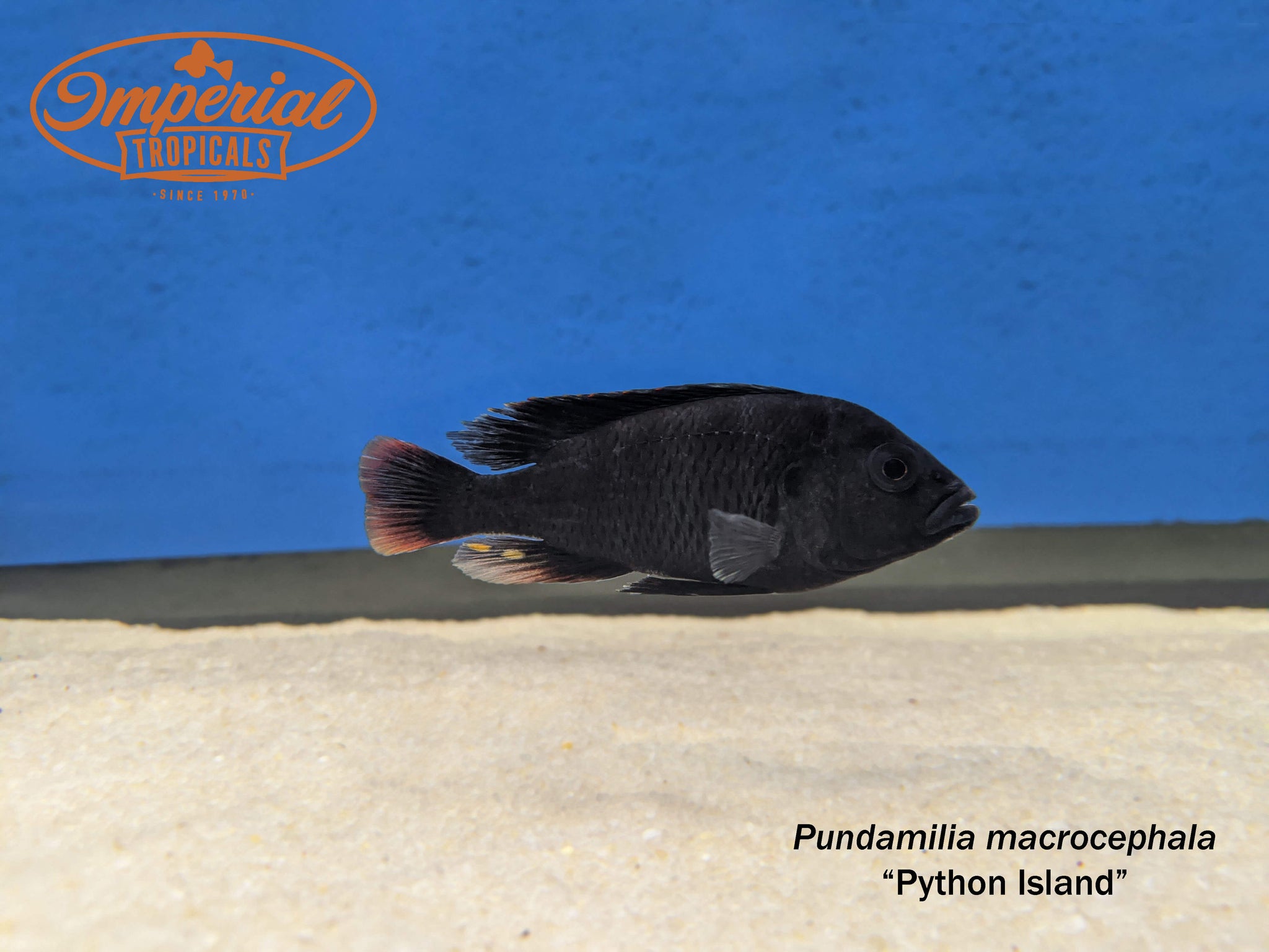 Python Island Hap (Pundamilia macrocephala) - shop Imperial Tropicals