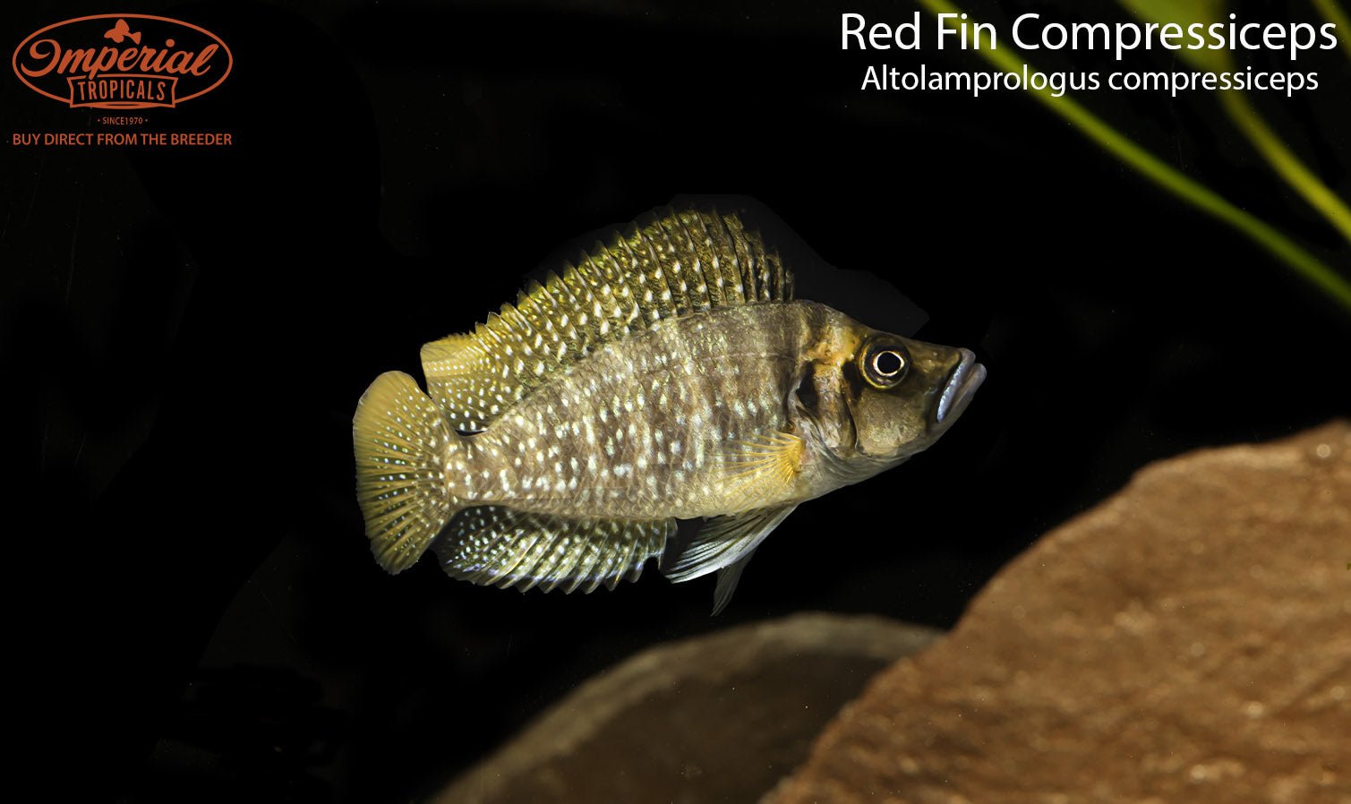 Red Fin Compressiceps (Altolamprologus compressiceps) - shop Imperial ...