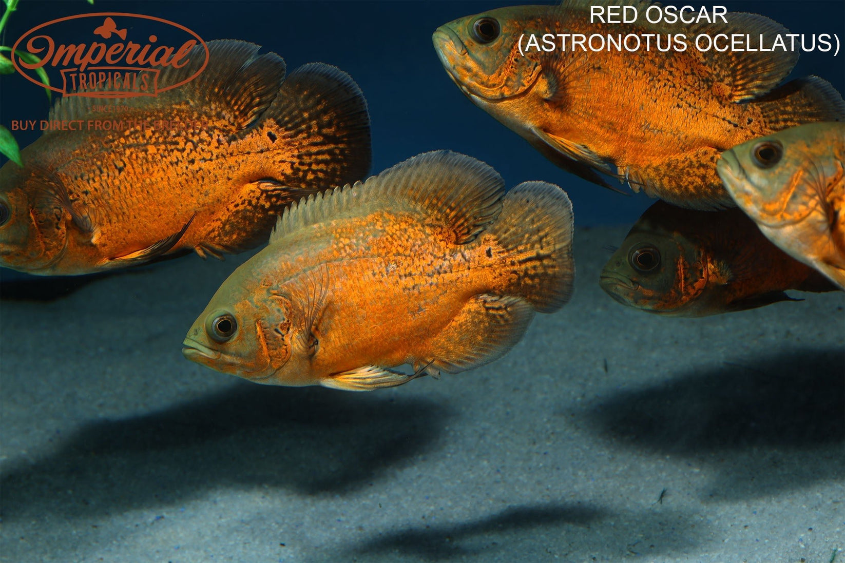 Red Oscar (Astronotus ocellatus) - shop Imperial Tropicals