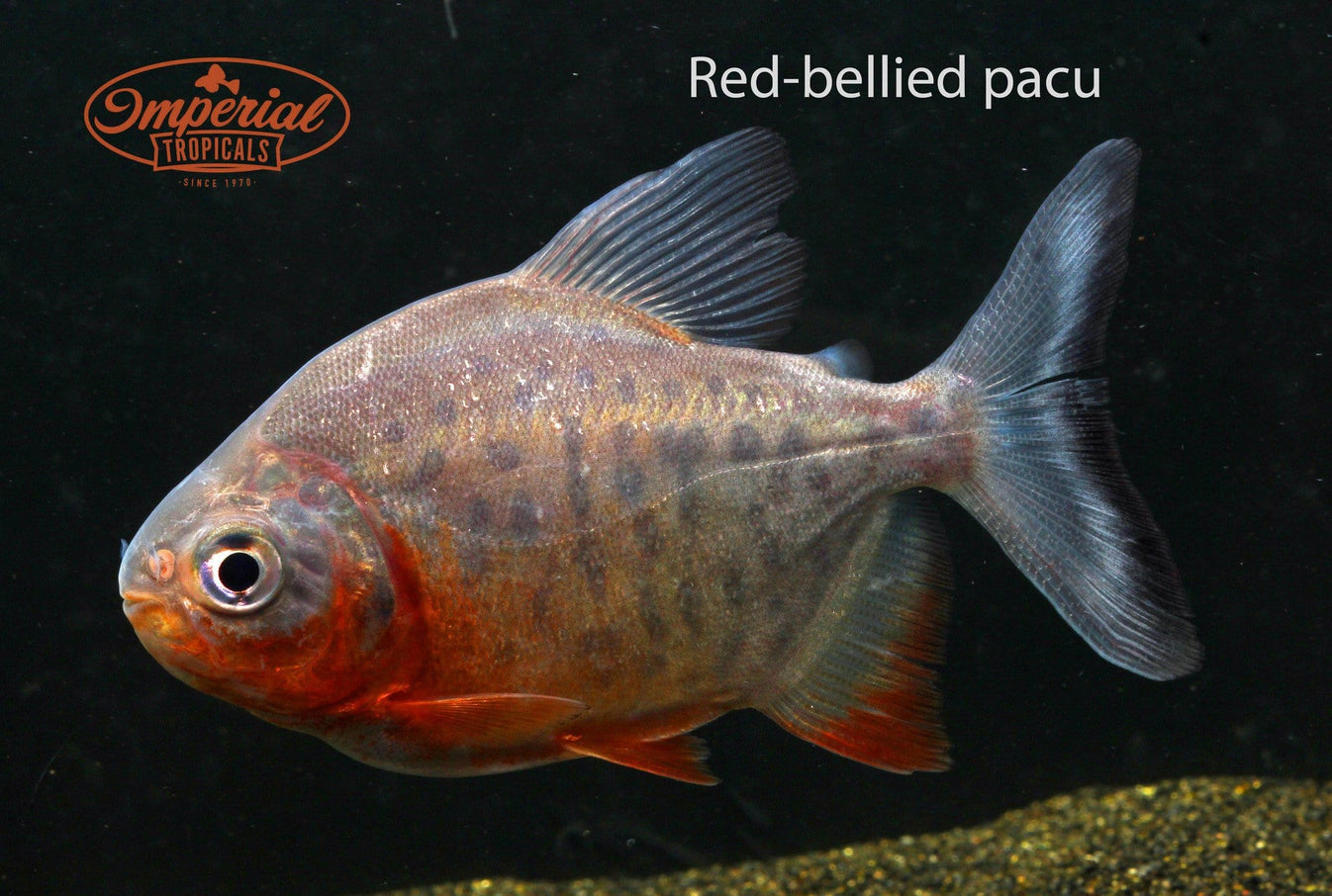 Red Bellied Pacu (Piaractus brachypomus) - shop Imperial Tropicals