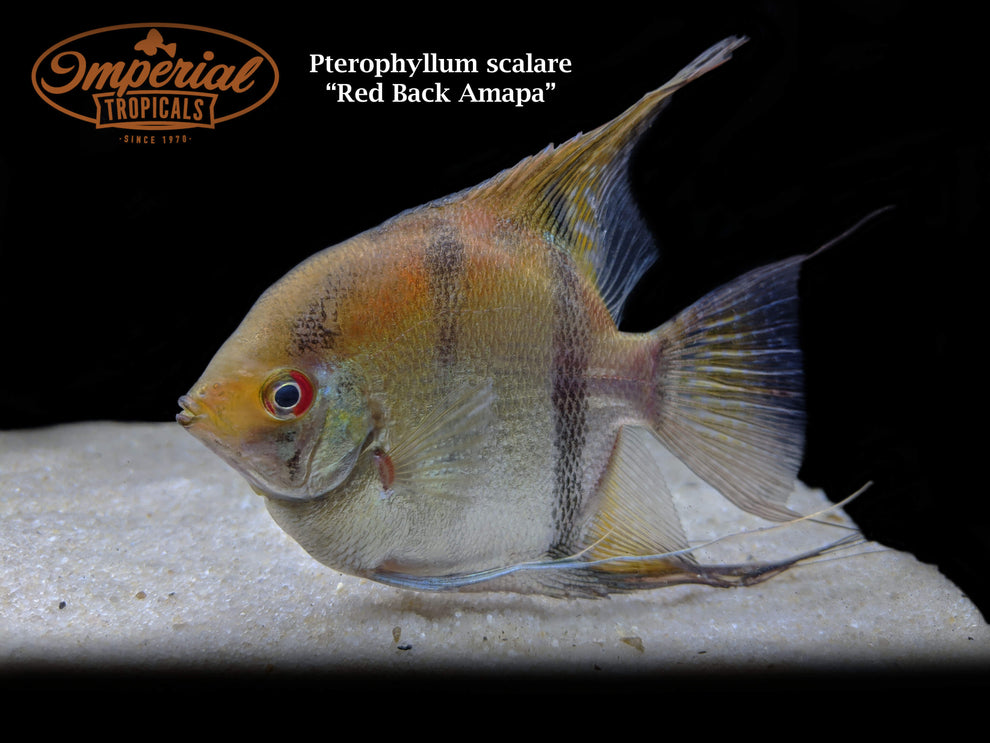Red Back Amapa Angelfish (Pterophyllum scalare) - shop Imperial Tropicals