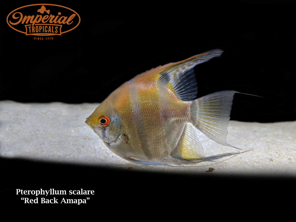 Red Back Amapa Angelfish (Pterophyllum scalare) – Imperial Tropicals