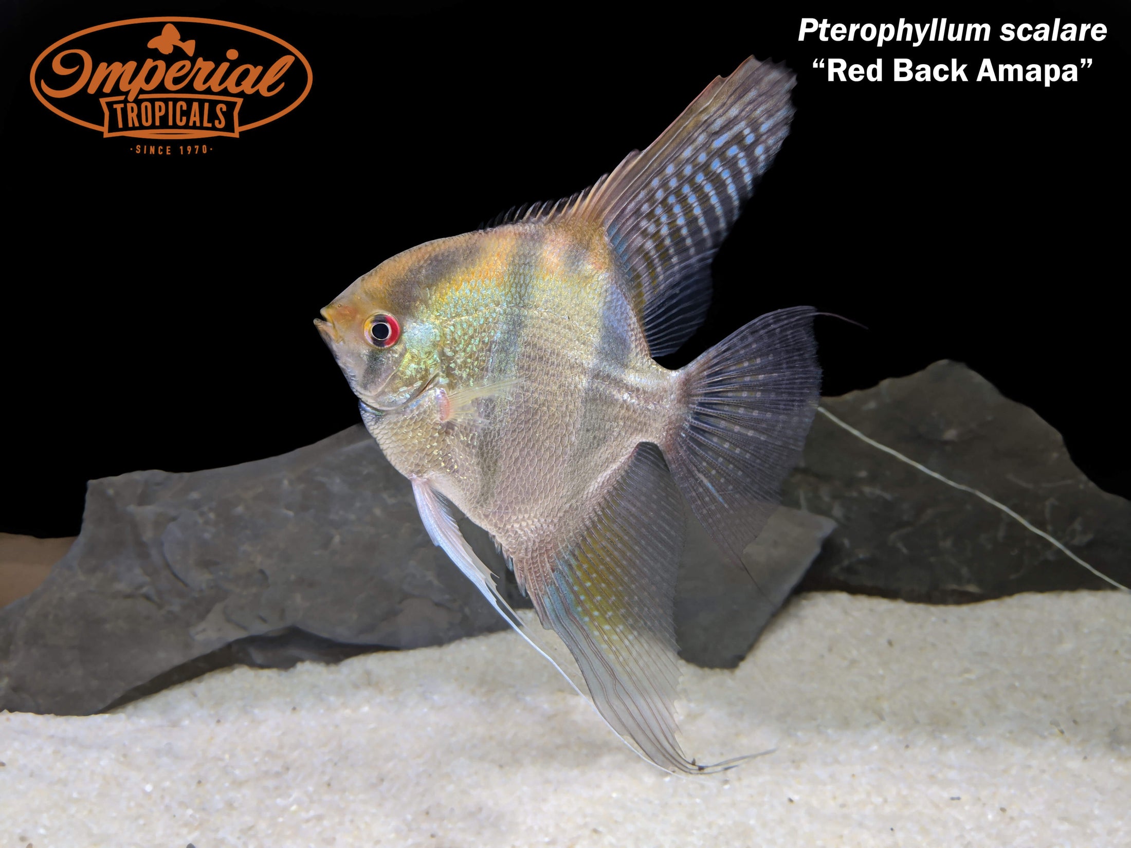 Red Back Amapa Angelfish (Pterophyllum scalare) - shop Imperial Tropicals