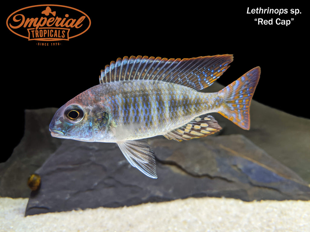 Red Cap (Lethrinops sp.) – Imperial Tropicals