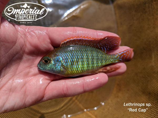 Red Cap (Lethrinops sp.) – Imperial Tropicals