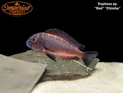 Red Chimba (Tropheus sp. Red Chimba) - shop Imperial Tropicals