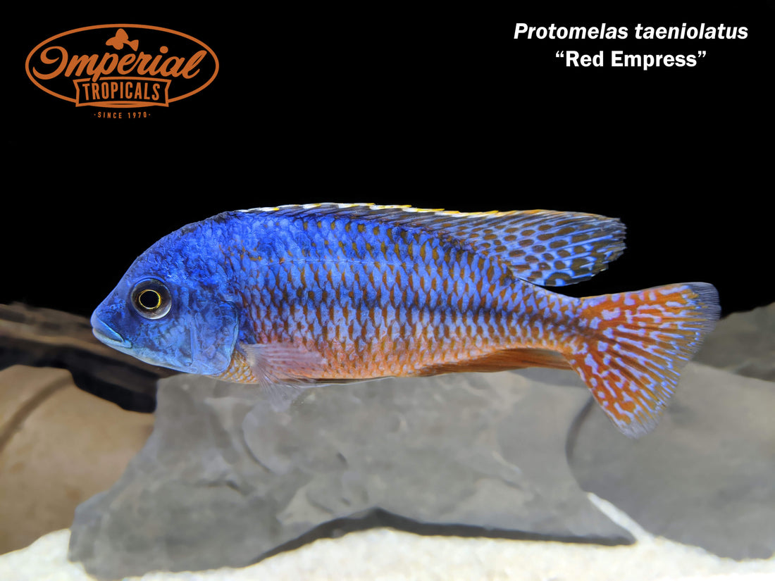 Red Empress (Protomelas taeniolatus) - shop Imperial Tropicals