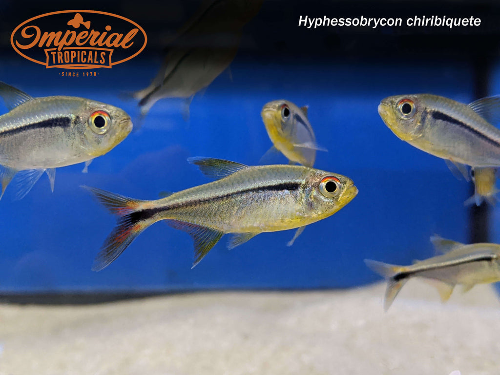 Red Fin Flag Tetra (Hyphessobrycon chiribiquete) – Imperial Tropicals