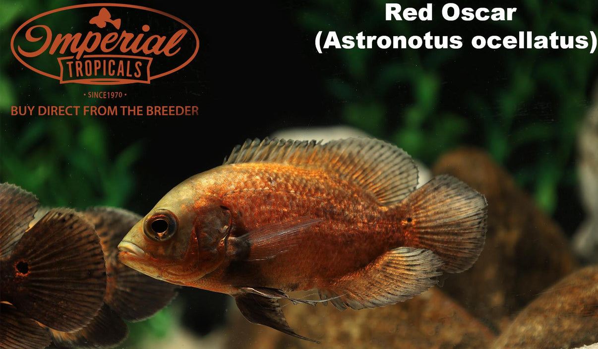 Red Oscar (Astronotus ocellatus) - shop Imperial Tropicals