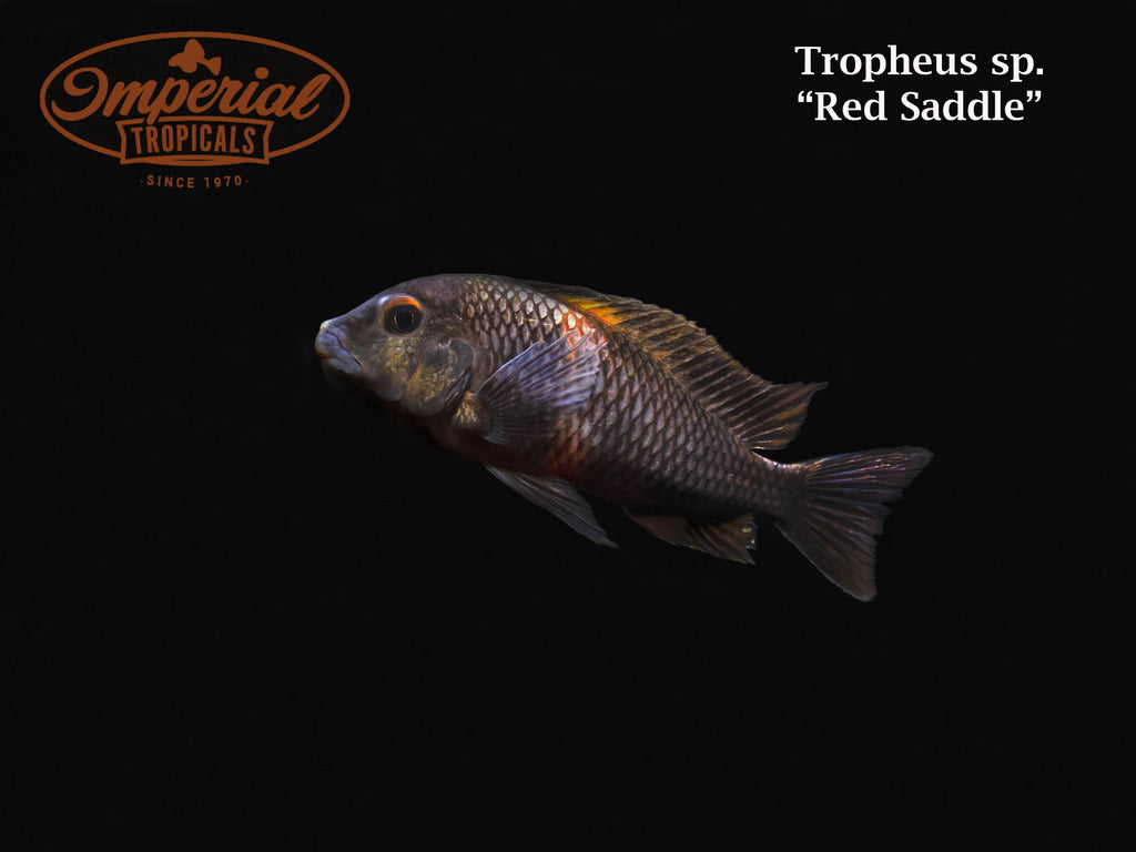 Red Saddle (Tropheus sp.) – Imperial Tropicals