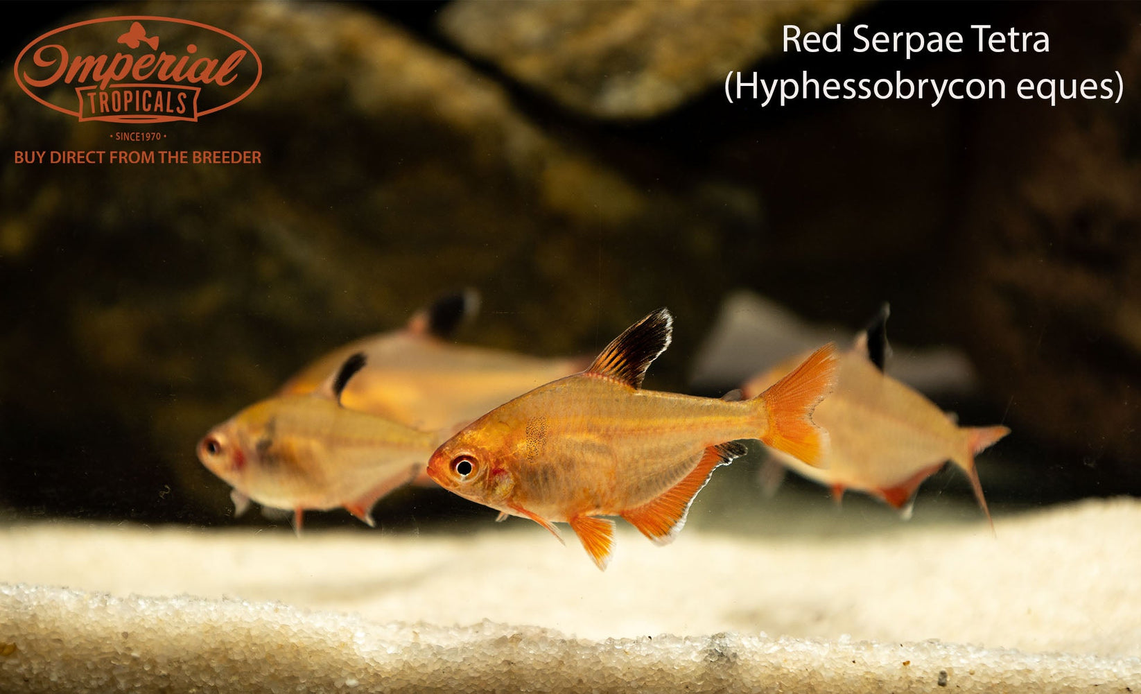 Red Serpae Tetra (Hyphessobrycon eques) - shop Imperial Tropicals