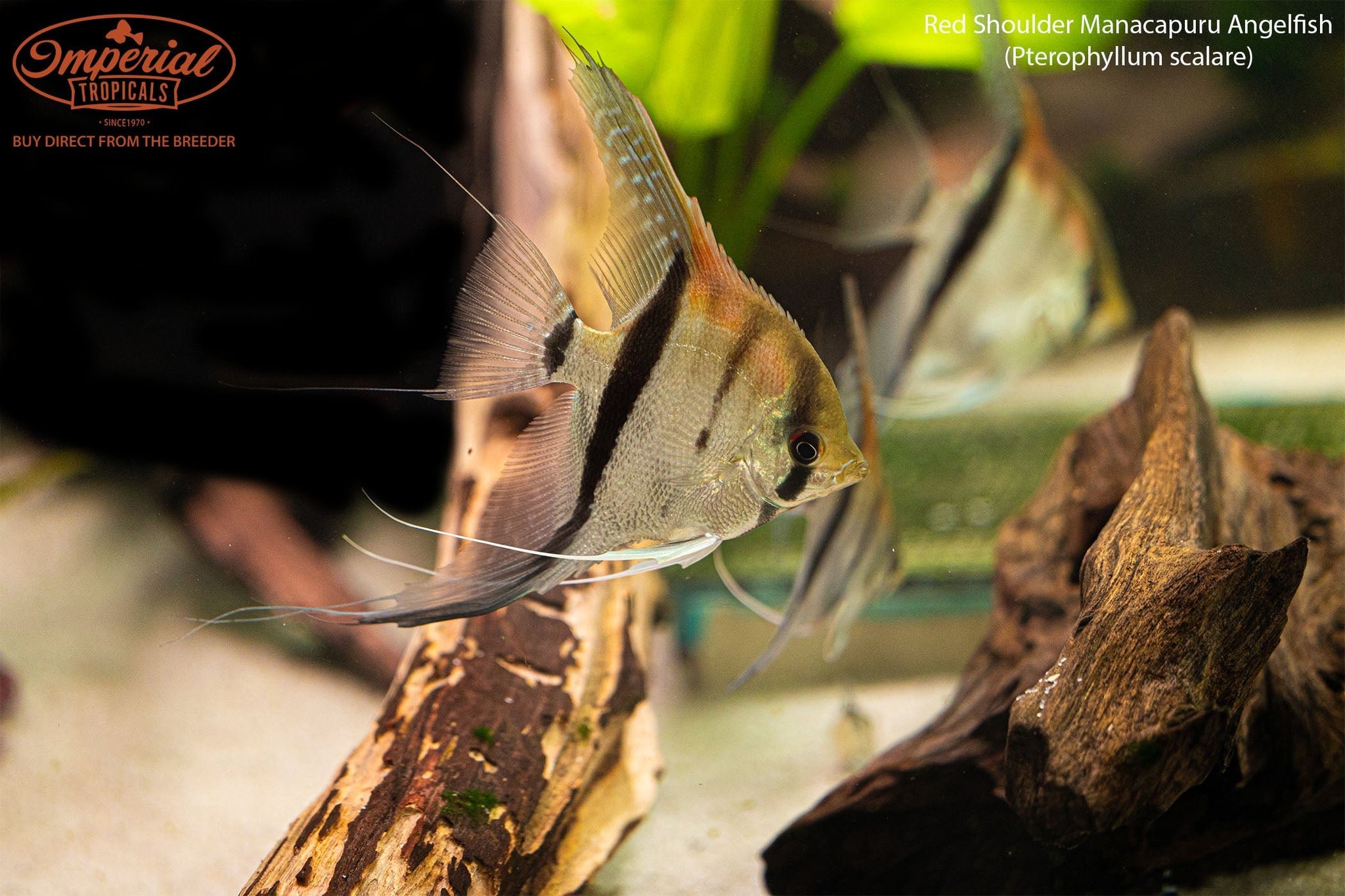 Red Shoulder Manacapuru Angelfish – Imperial Tropicals