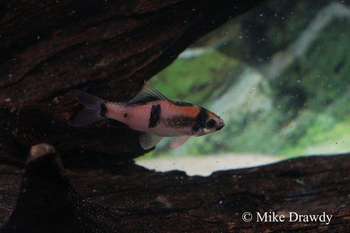 Panda Barb (Haludaria fasciata) - shop Imperial Tropicals