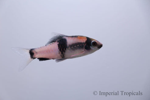 Panda Barb (Haludaria fasciata) - shop Imperial Tropicals