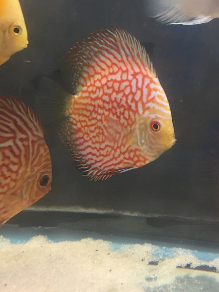 Red Pigeon Discus (Symphysodon aequifasciata) – Imperial Tropicals