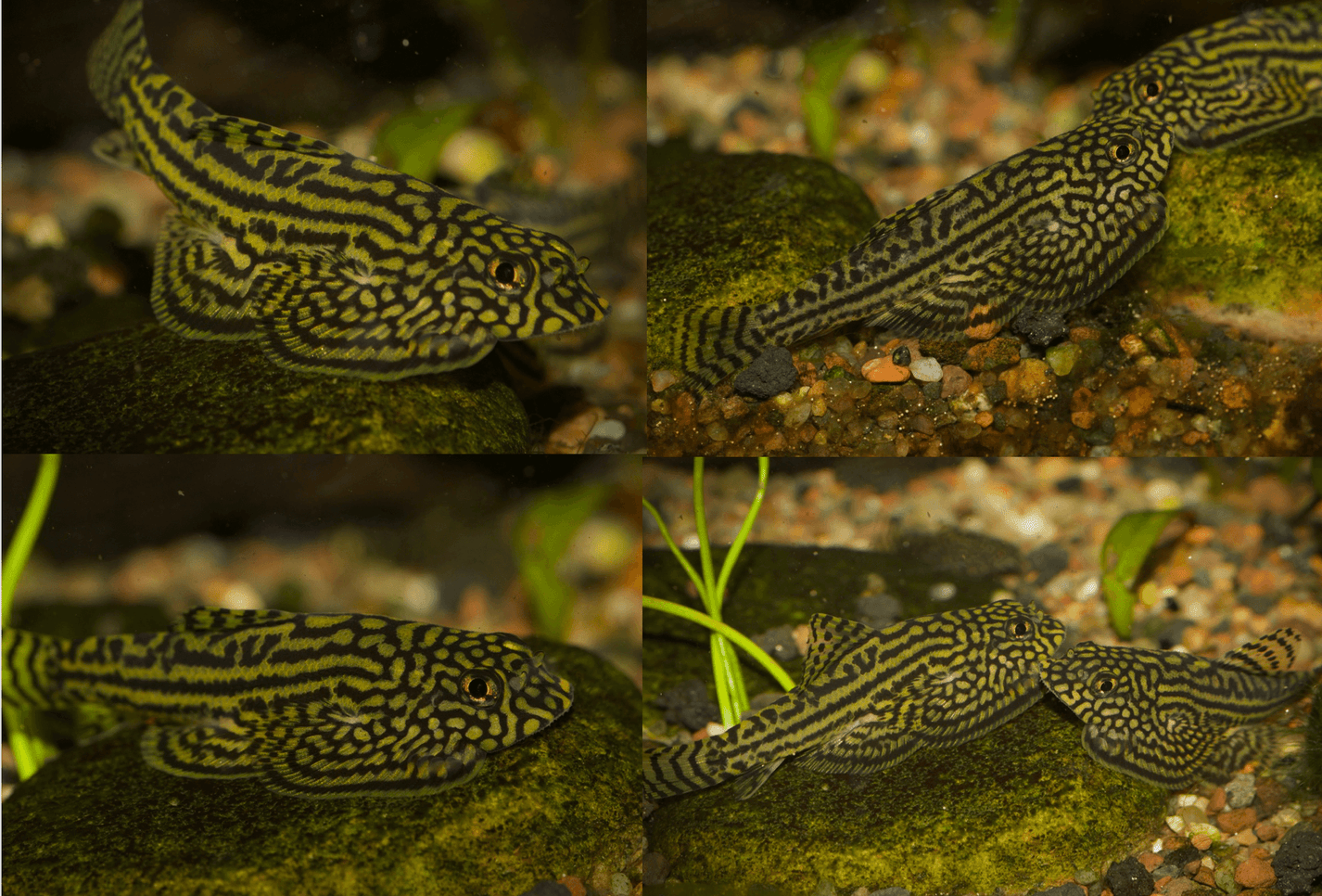 Reticulated Hillstream Loach (Sewellia lineolata) - shop Imperial Tropicals