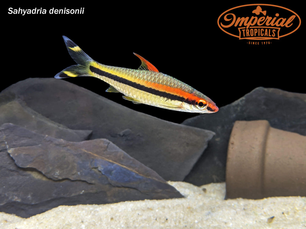 Imperial Tropicals - Buy aquarium fish direct from the breeder