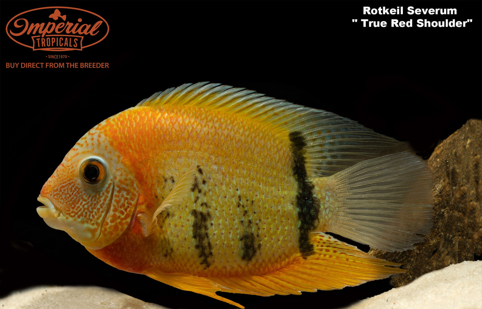 Red Shoulder Severum (Heros sp. Rotkeil) - shop Imperial Tropicals