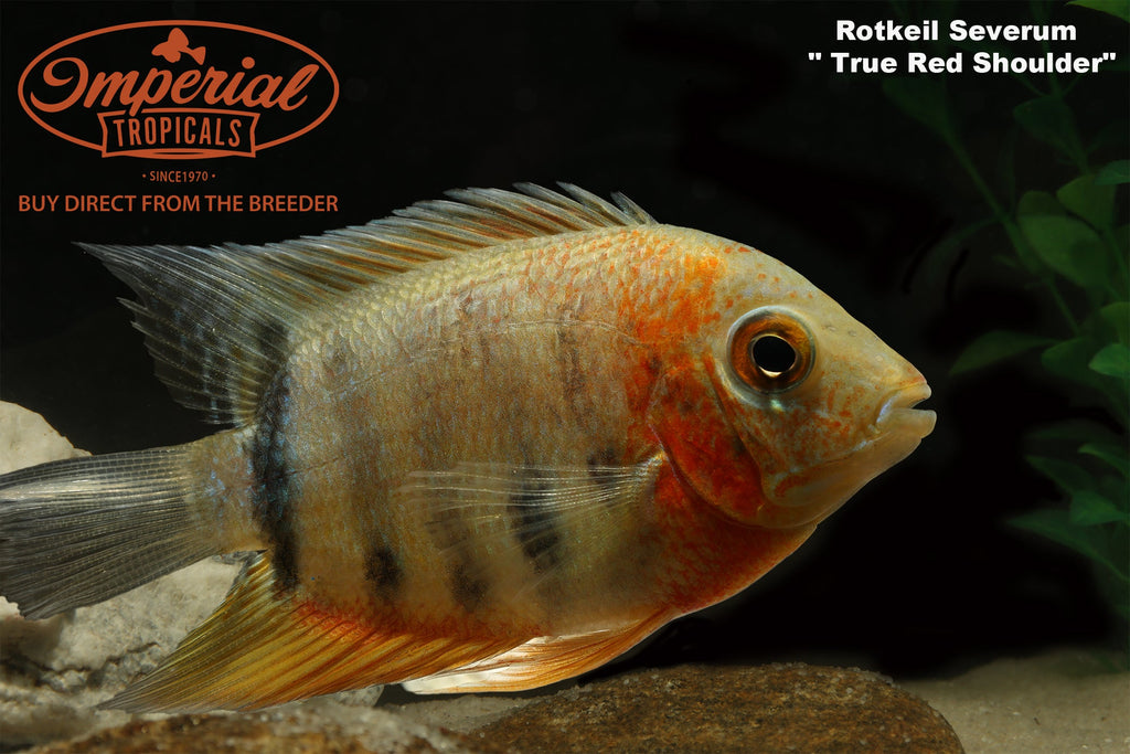 Red Shoulder Severum (Heros sp. Rotkeil) – Imperial Tropicals
