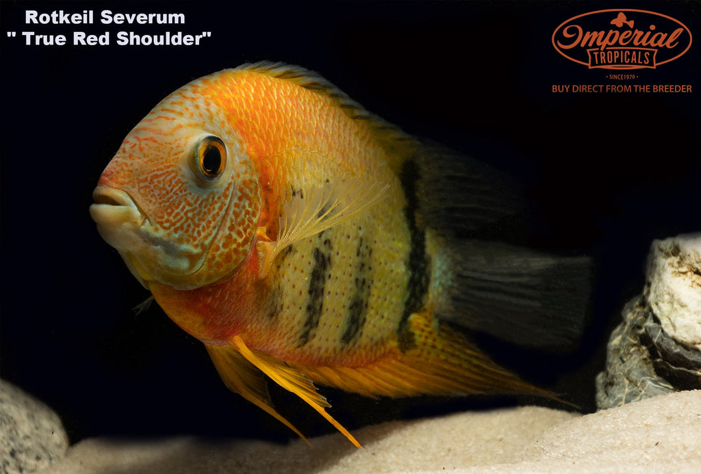 Red Shoulder Severum (Heros sp. Rotkeil) – Imperial Tropicals