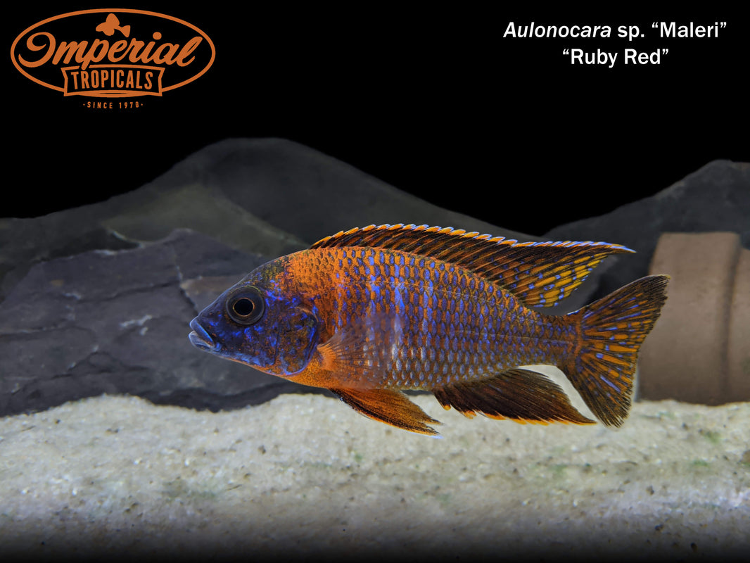 African cichlids – Page 4 – Imperial Tropicals