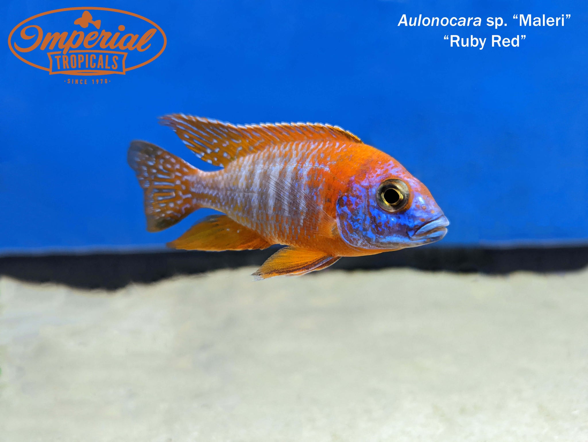 Ruby Red Peacock (Aulonocara sp. Maleri) - shop Imperial Tropicals