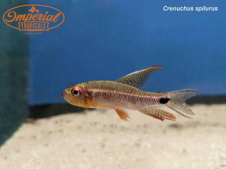 New Arrivals at Imperial Tropicals